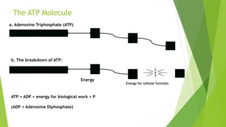 ATP Energy System | PPTX