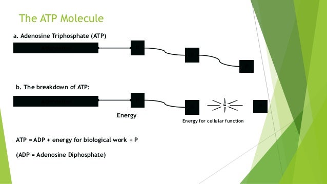 ATP Energy System