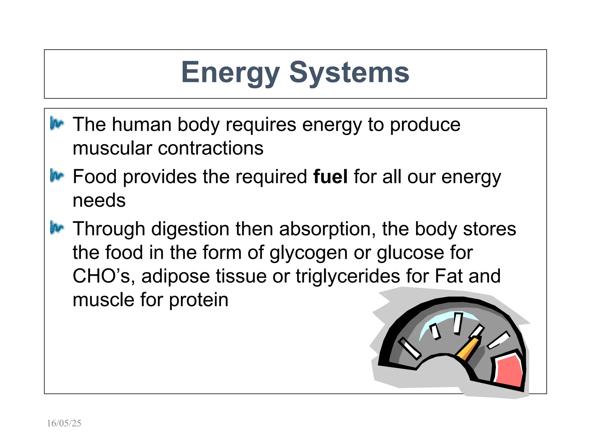 Digestive Energy Systems. anatomical supportppt | PPT