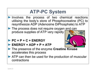 Digestive Energy Systems. anatomical supportppt | PPT