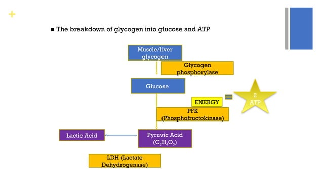 Energy Systems 3.3 - Lesson 5 - Lactic Energy system.pptx