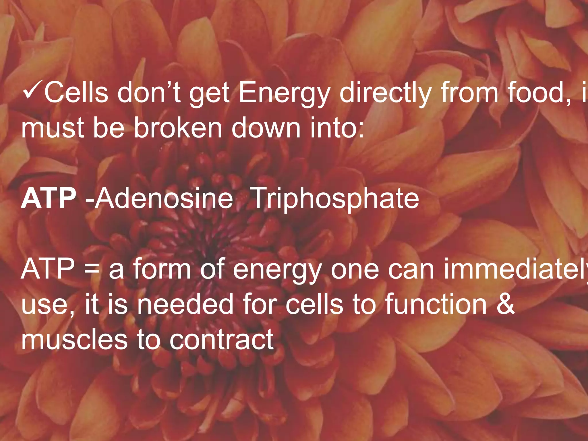 Energy systems in human body by arianaacardiorespiratory | PPTX