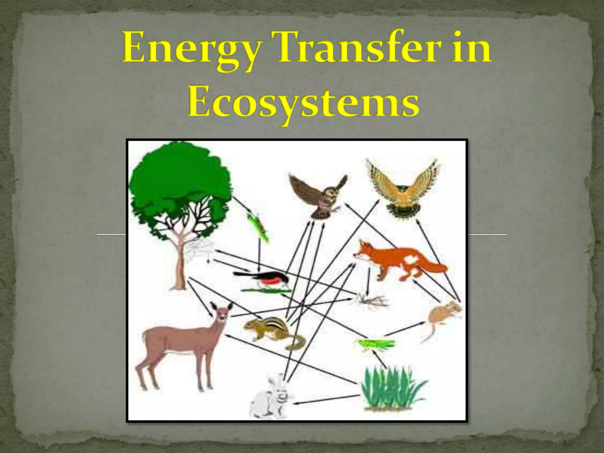 Energy Transfer in Ecosystems | PPT