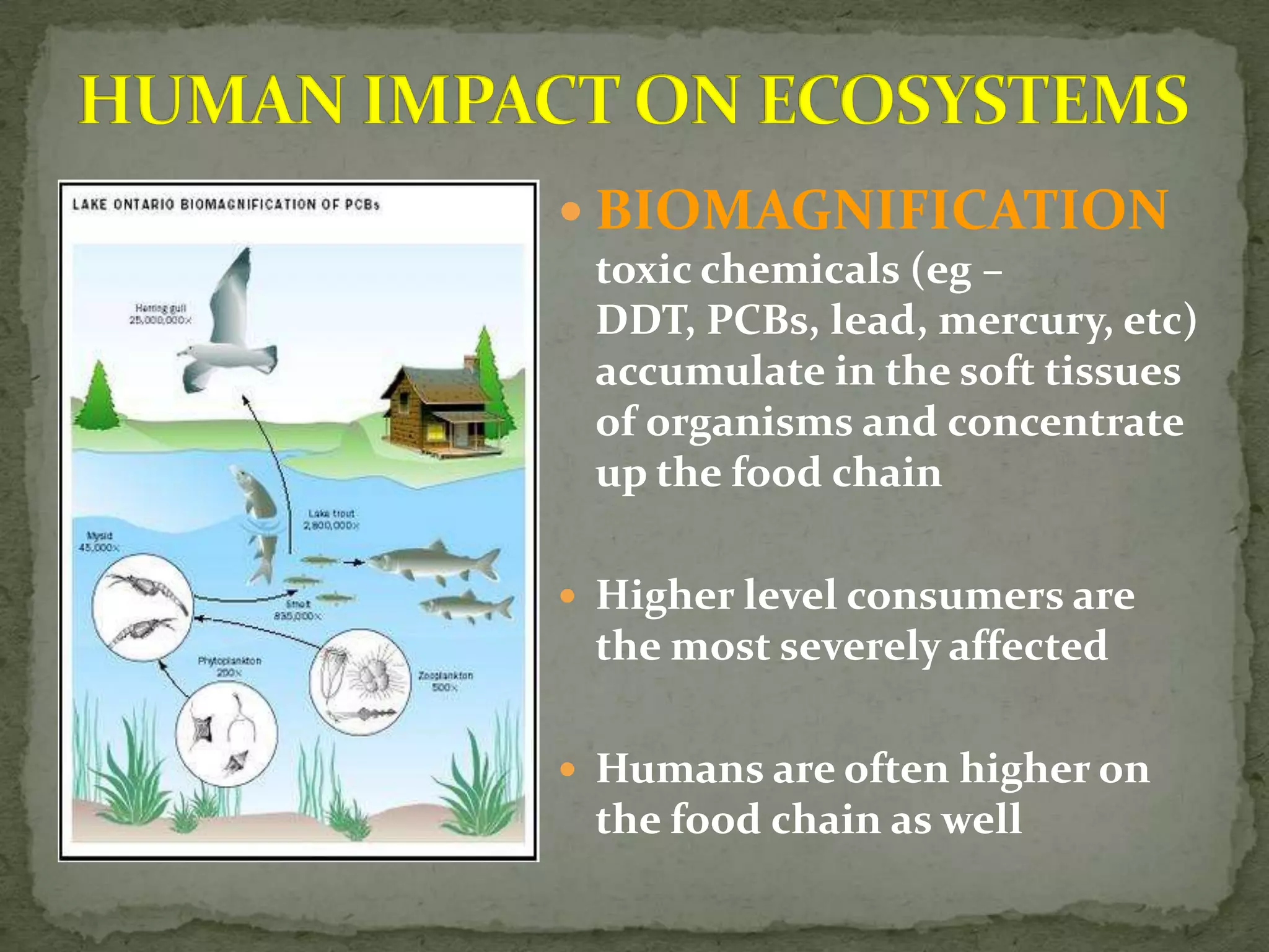 Energy Transfer in Ecosystems | PPT