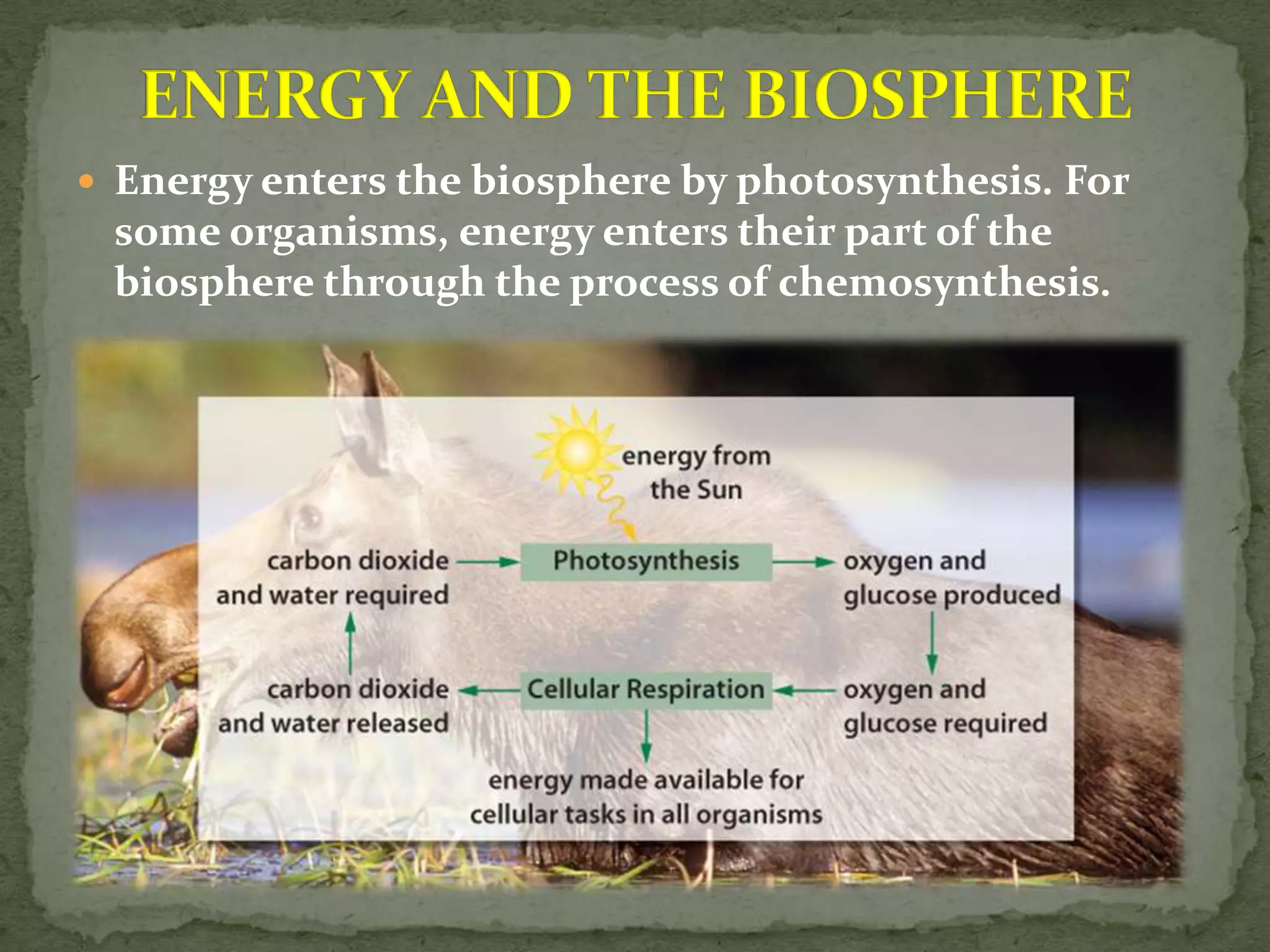 Energy Transfer in Ecosystems | PPT