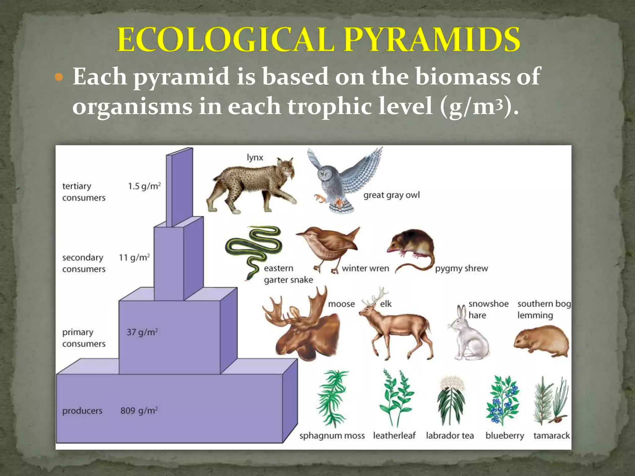 Energy Transfer in Ecosystems | PPT