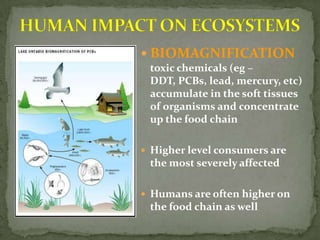 Energy Transfer in Ecosystems | PPT