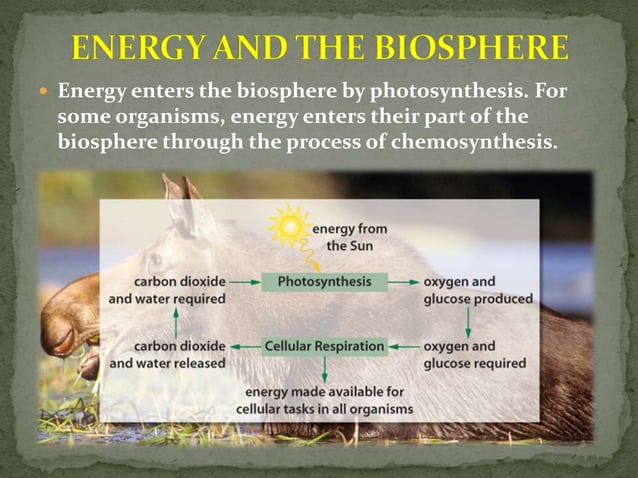 Energy Transfer in Ecosystems | PPT
