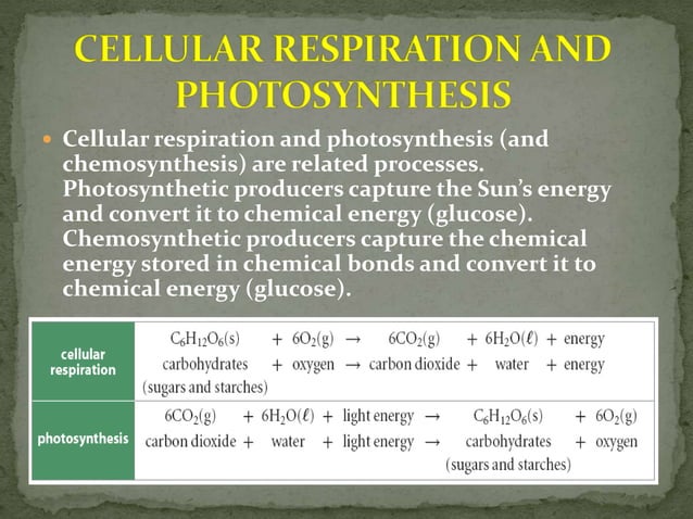 Energy Transfer in Ecosystems | PPT