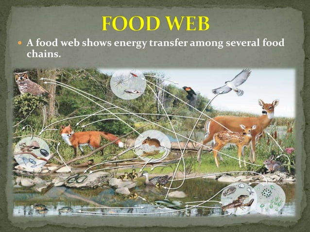 Energy Transfer in Ecosystems | PPT