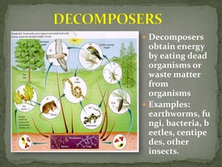 Energy Transfer in Ecosystems | PPT