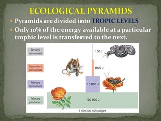 Energy Transfer in Ecosystems | PPT