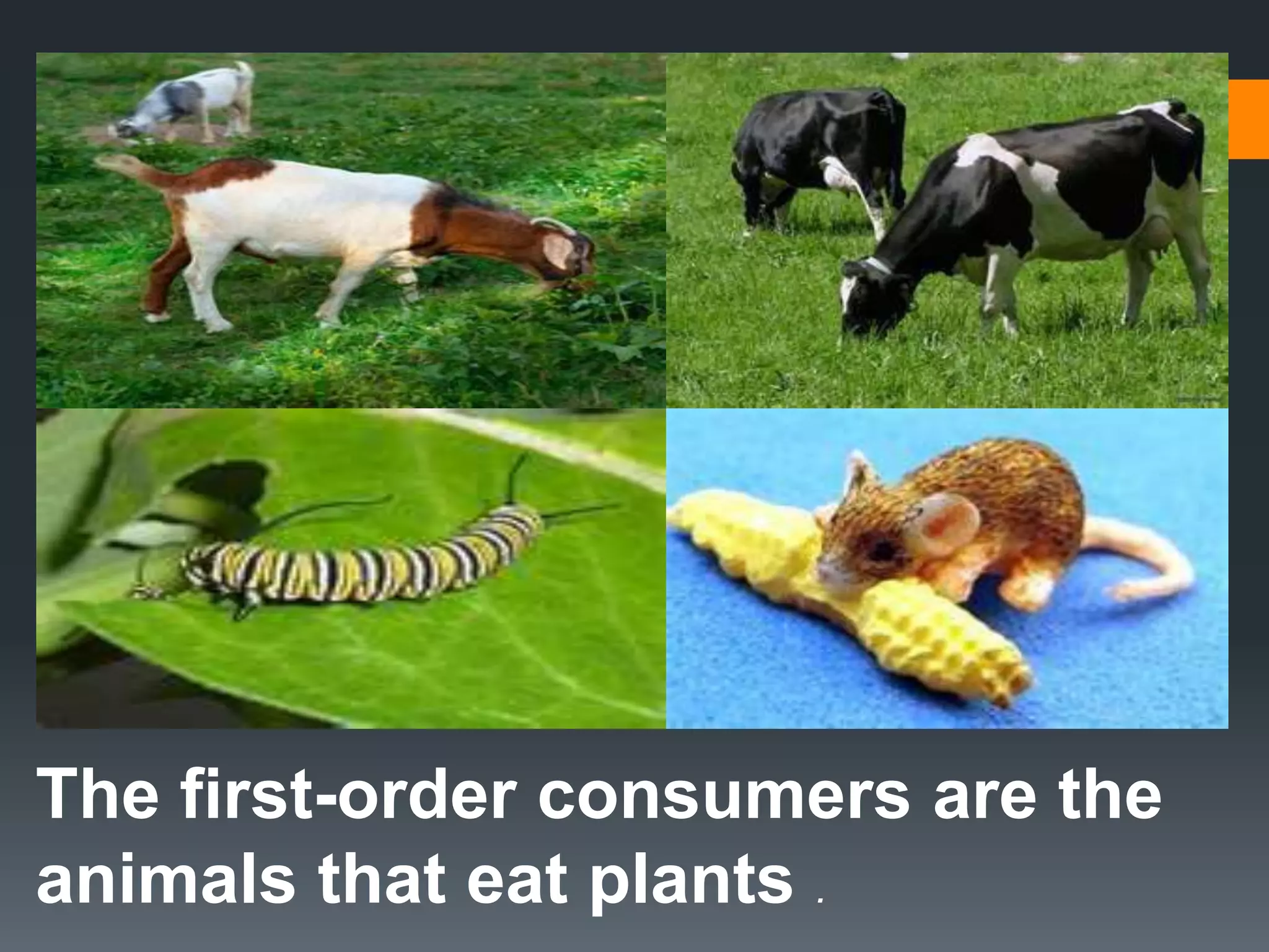 Energy transfer in the ecosystems | PPTX