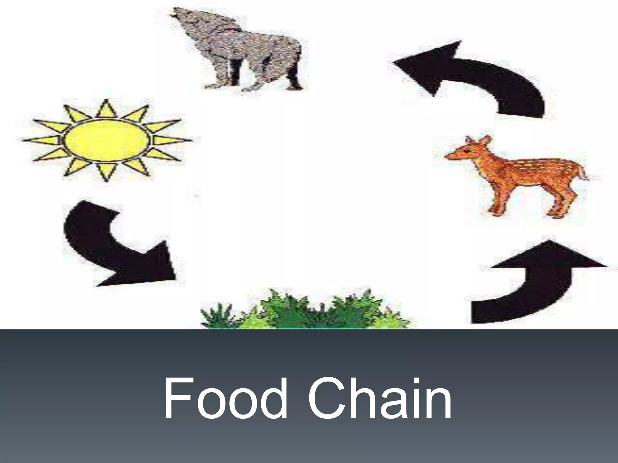 Energy transfer in the ecosystems | PPTX