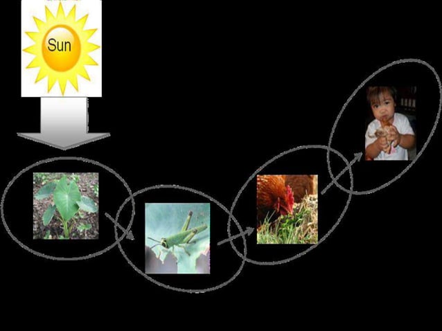 Energy transfer in the ecosystems | PPTX