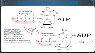 ENERGY_TRANSFORMATION.pptx