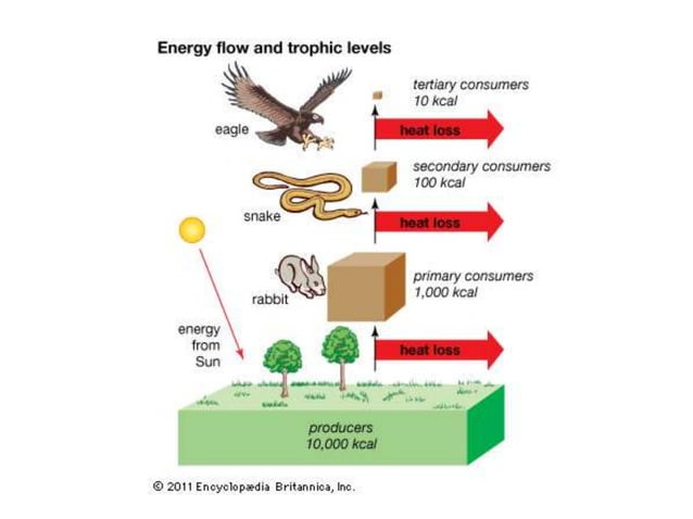 Energy Transformation PPT.pptx