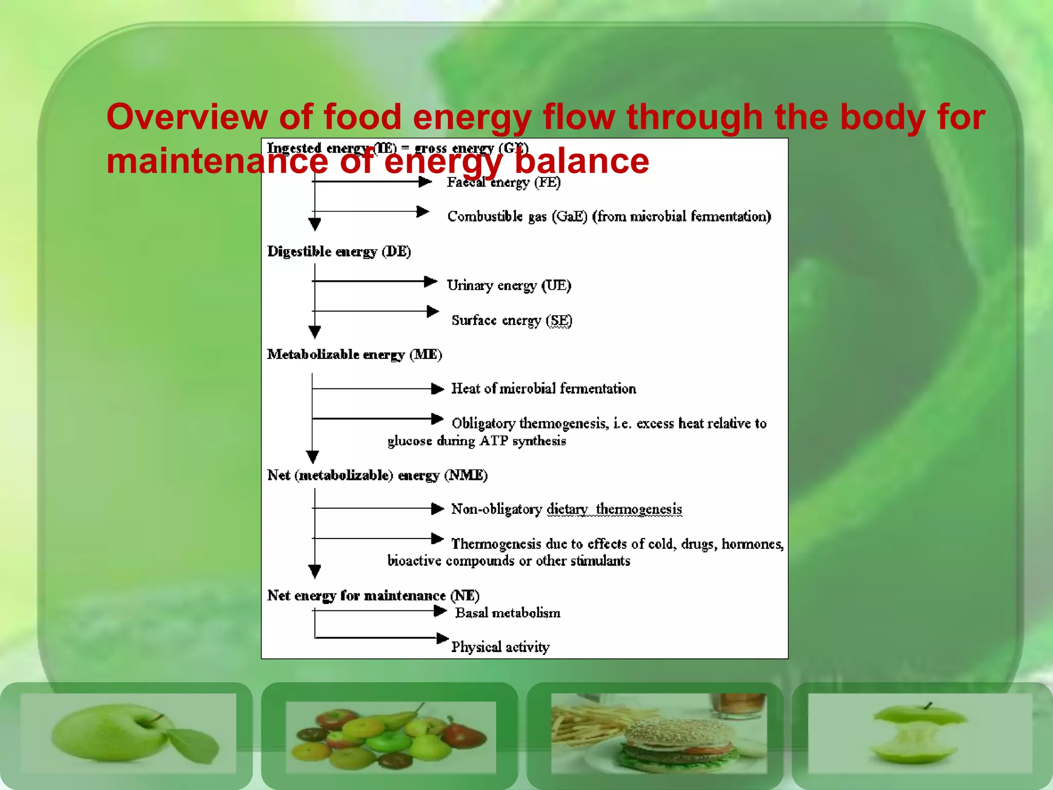 energy__value__of__foods.pptx