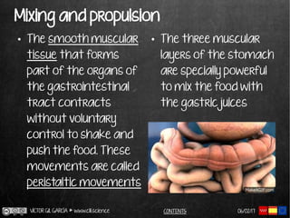 The Digestive System - Anatomy and Physiology - Biology and Geology 3rd ...