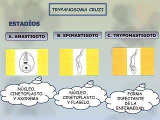 Enfermedad de chagas | PPT