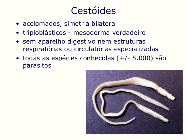 Cestoides
