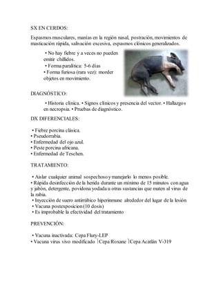 Enfermedades de reporte obligatorio en porcinos | DOCX