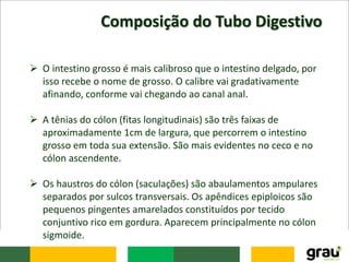 ENFERMAGEM - MÓDULO I - ANATOMIA E FISIOLOGIA revisada.pptx