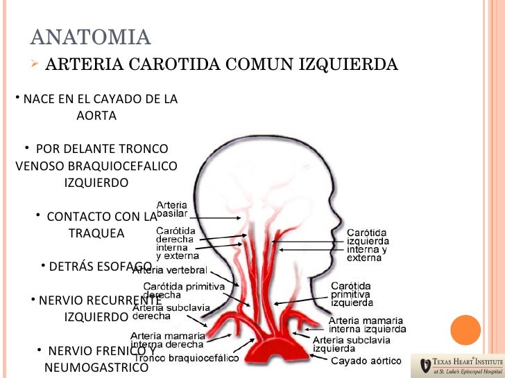 Nervo Carotideo Interno