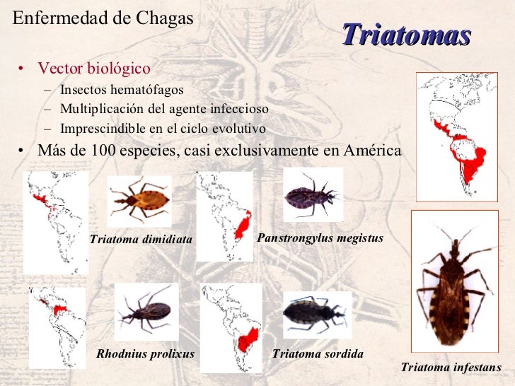 Enfermedad de Chagas Introducción
