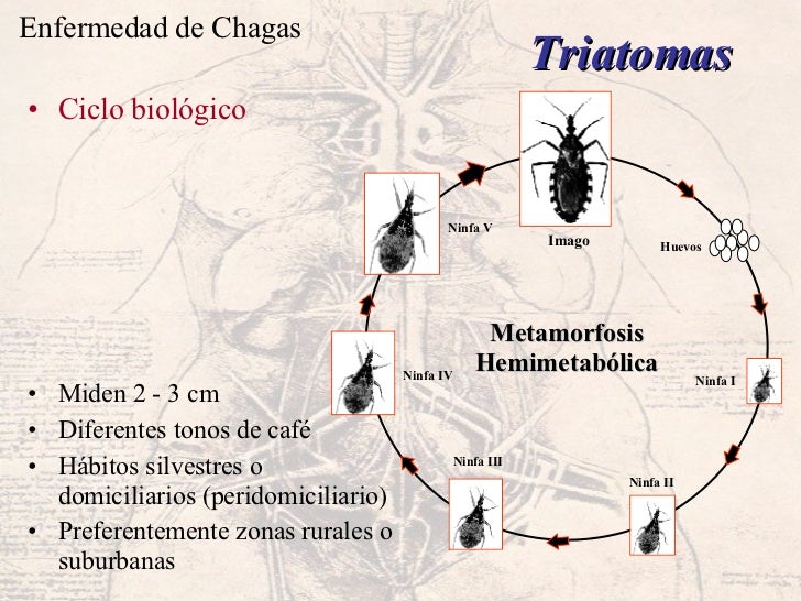 Enfermedad de Chagas Introducción