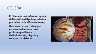 ENFERMEDAD COLERA.pdf