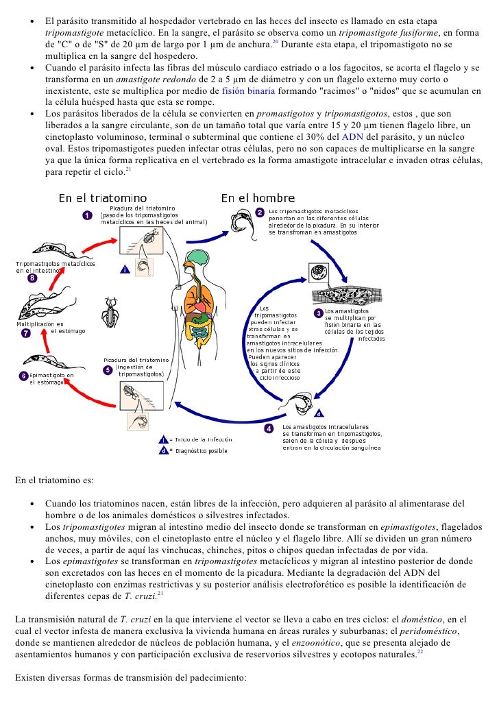 Enfermedad de chagas