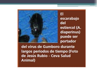 Enfermedad de gumboro | PPTX