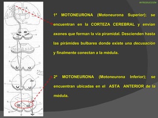Neurorgs.net - Enfermedad de la motoneurona superior e inferior ...