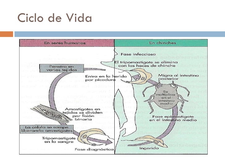 Enfermedad de chagas