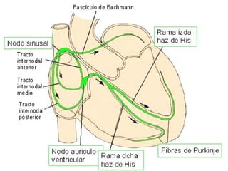 Enfermedad del nodo sinusal enfermo (snse) | PPT