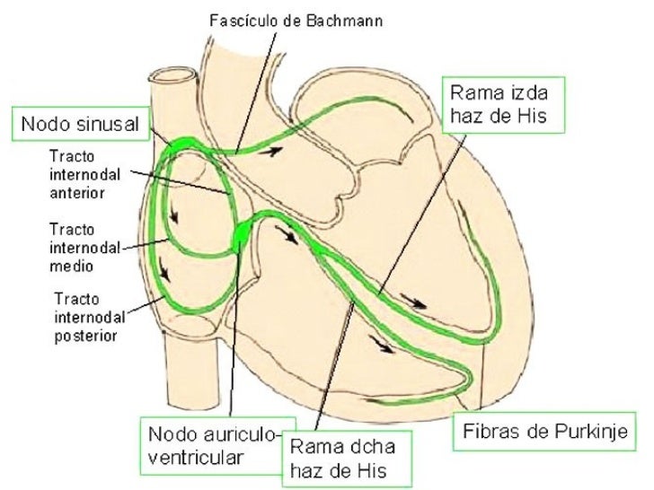 Enfermedad del nodo sinusal enfermo (snse)
