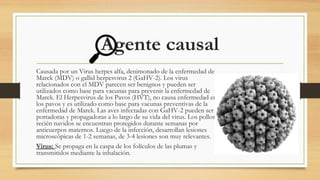 Enfermedad de marek | PDF