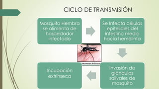 Fiebre Mayaro Actualización | PPTX