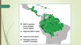 Fiebre Mayaro Actualización | PPTX