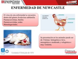 Enfermedad de Newcastle | PPTX