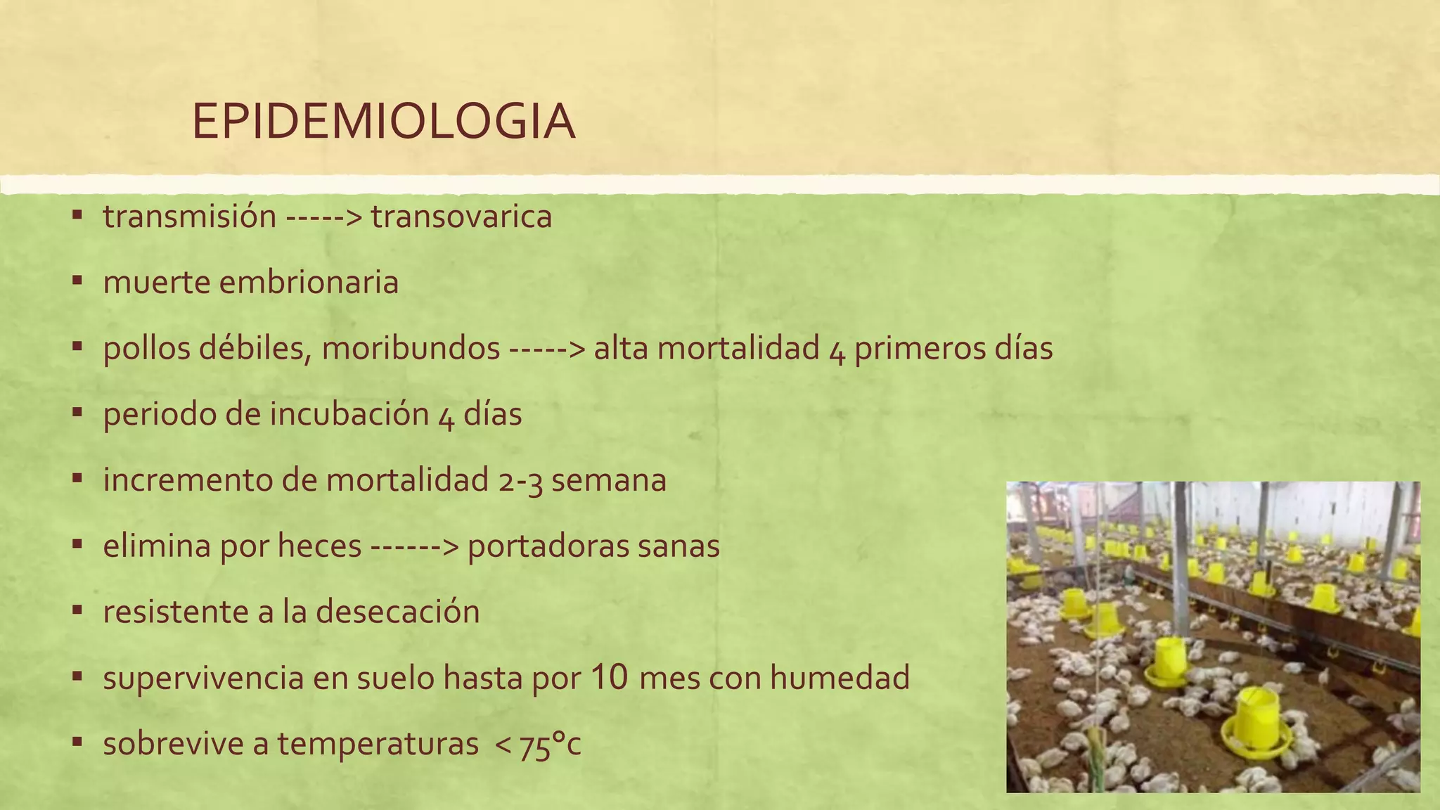 Enfermedad de pullorum | PPT