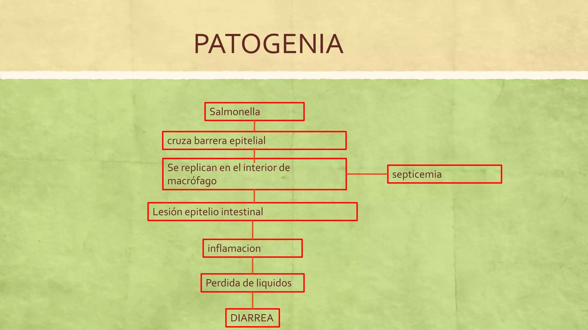 Enfermedad de pullorum | PPT