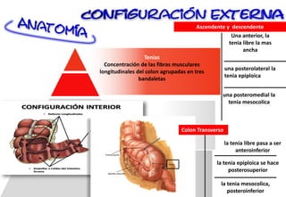 Enfermedad diverticular de colon | PPTX