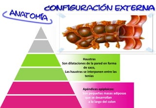Enfermedad diverticular de colon | PPTX