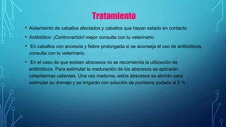 Enfermedad en equinos | PPTX