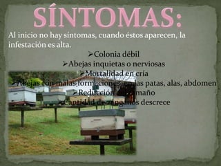 Enfermedades de-las-abejas 3 año | PPTX