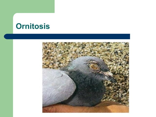 Guía visual de las enfermedades de las palomas | PPT | Pets
