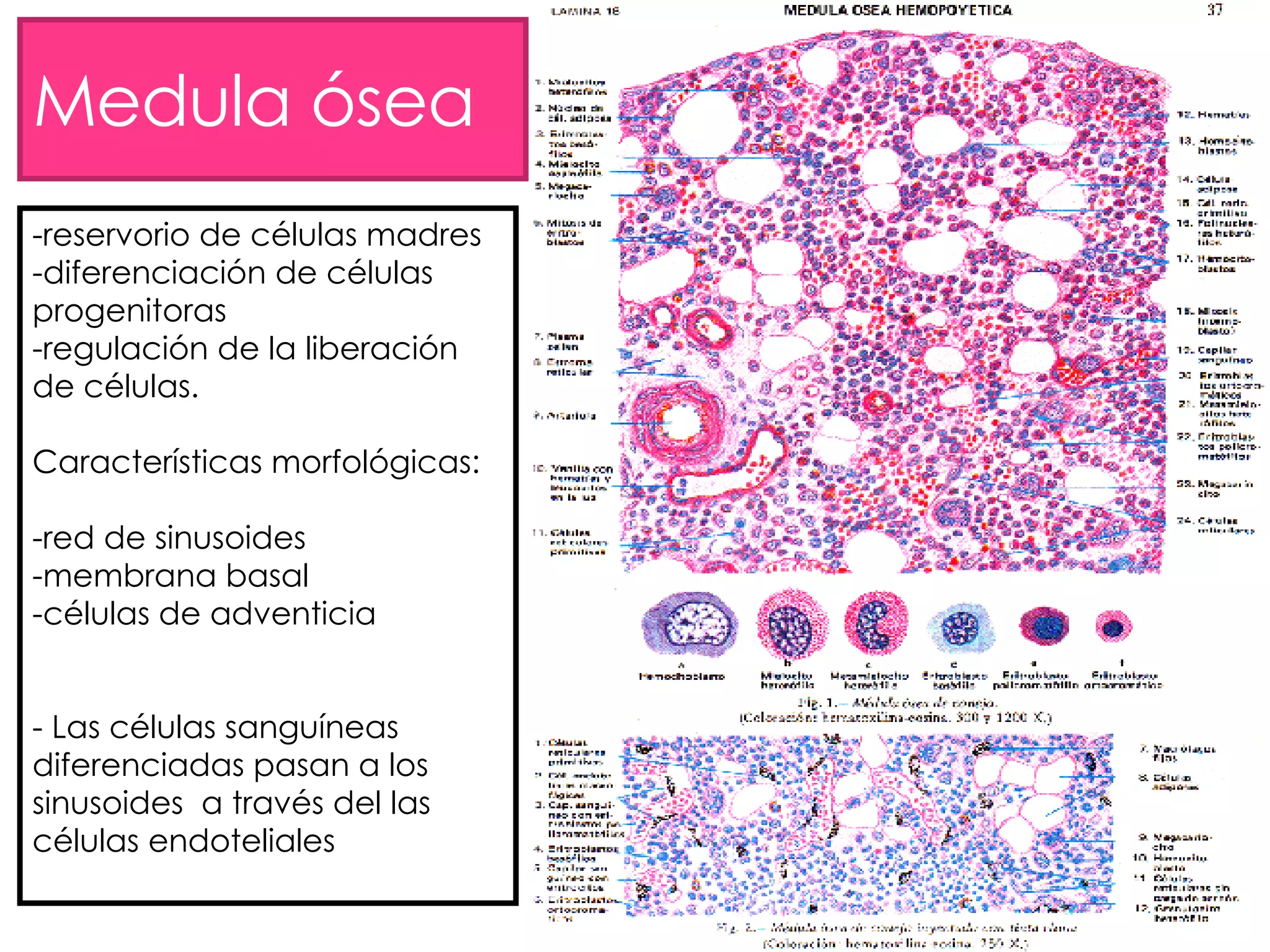 Enfermedades De Medula Osea Y Elementos Formes De | PPT