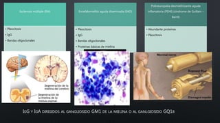 Enfermedades autoinmunes del sistema nervioso | PPTX